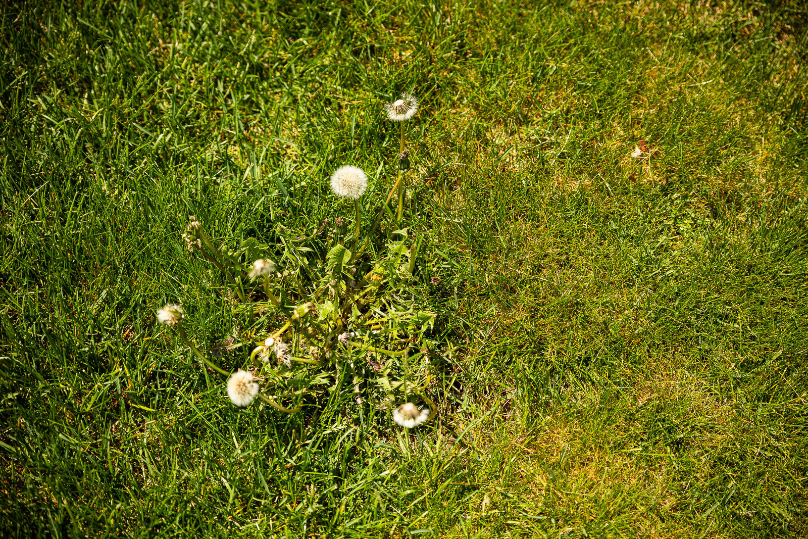 7 Signs It's Time for Switching Lawn Companies and How to Do It